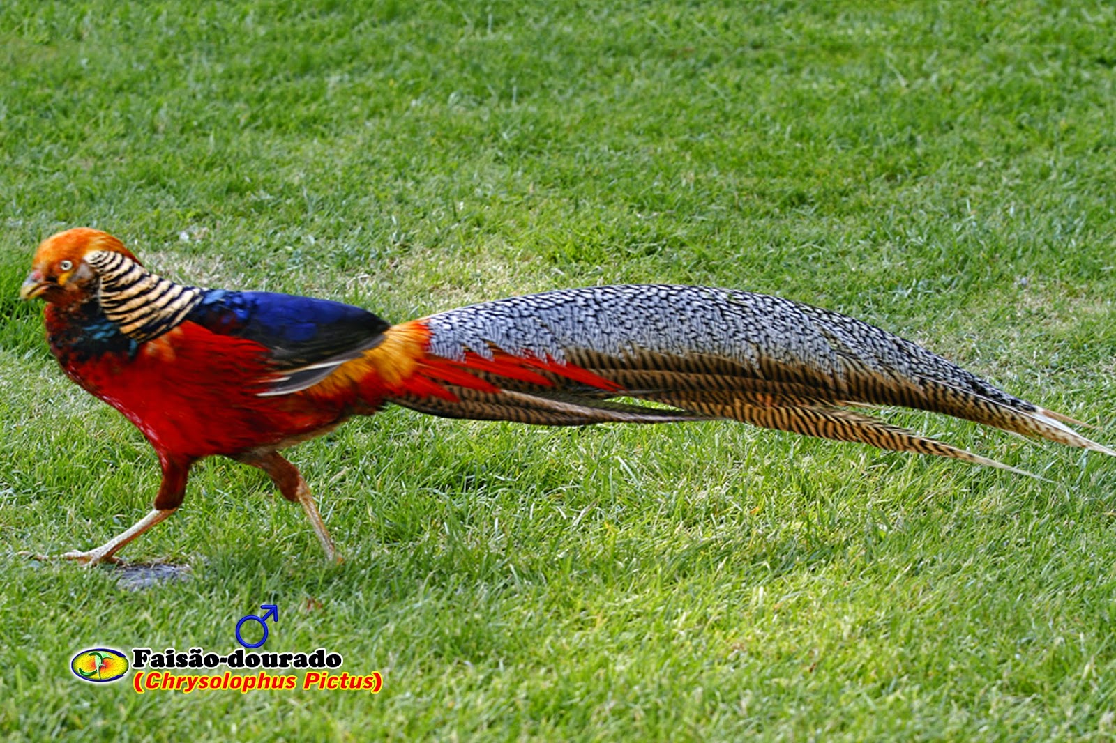 Zoologia: Faisão-dourado (Chrysolophus pictus)